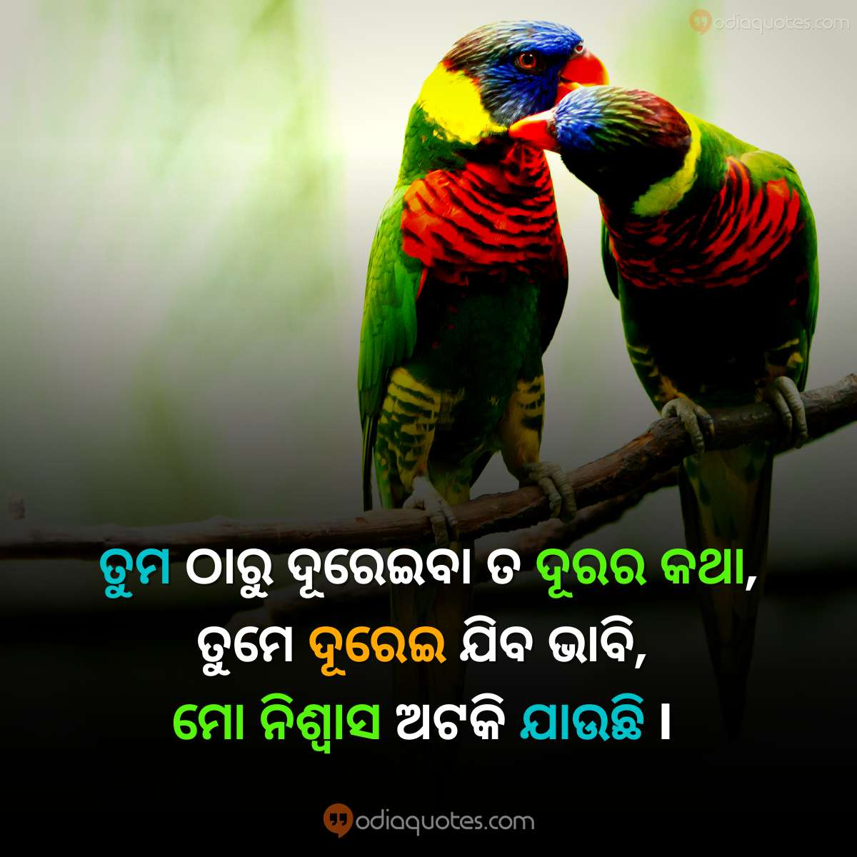 Top 50+ Odia Love Quotes [September- 2025] | Best 50 + Odia Love ...